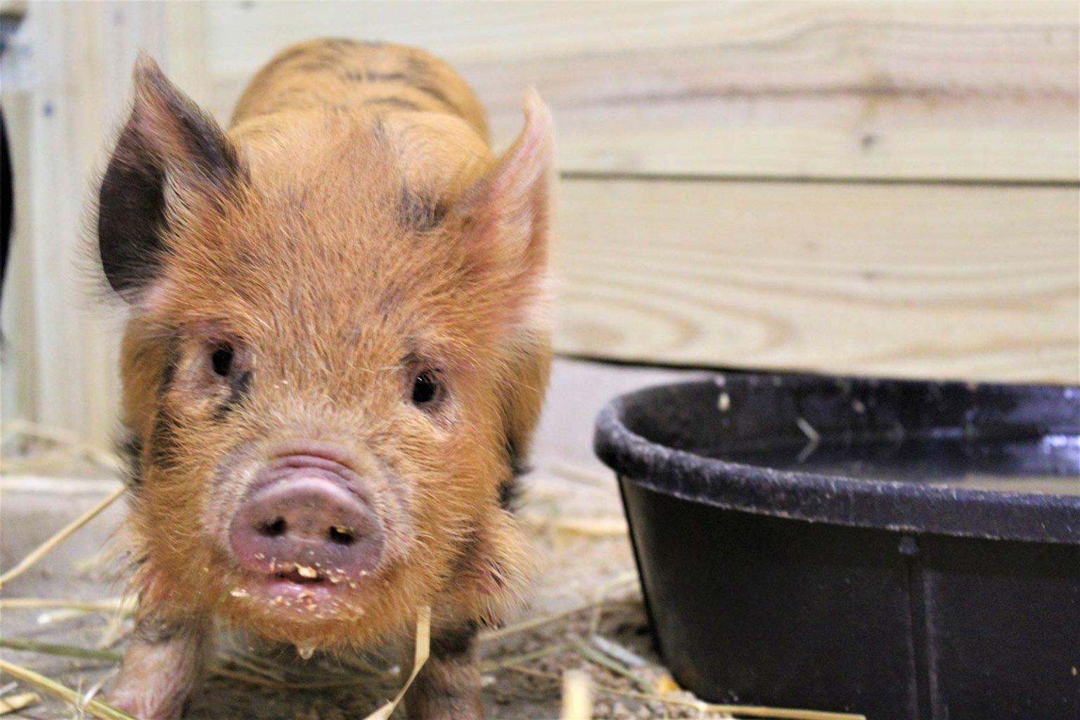 Maymont Farm | Maymont