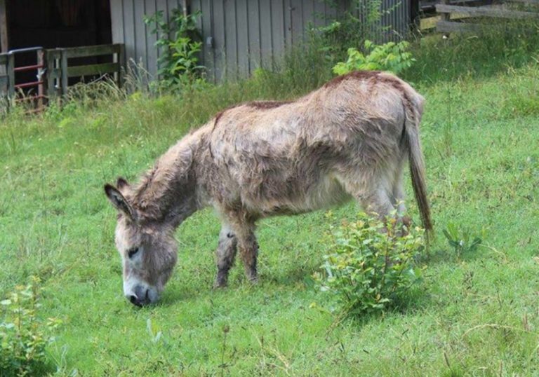 Maymont Farm | Maymont