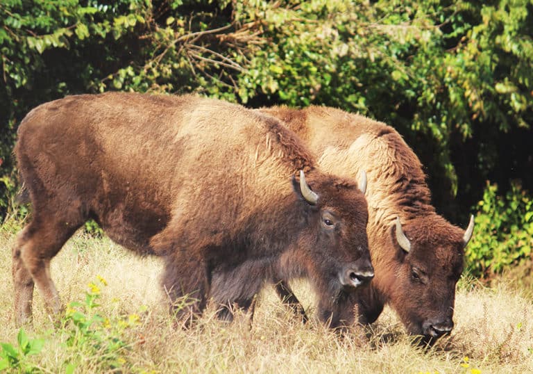 World Wildlife Day 2025 | Maymont